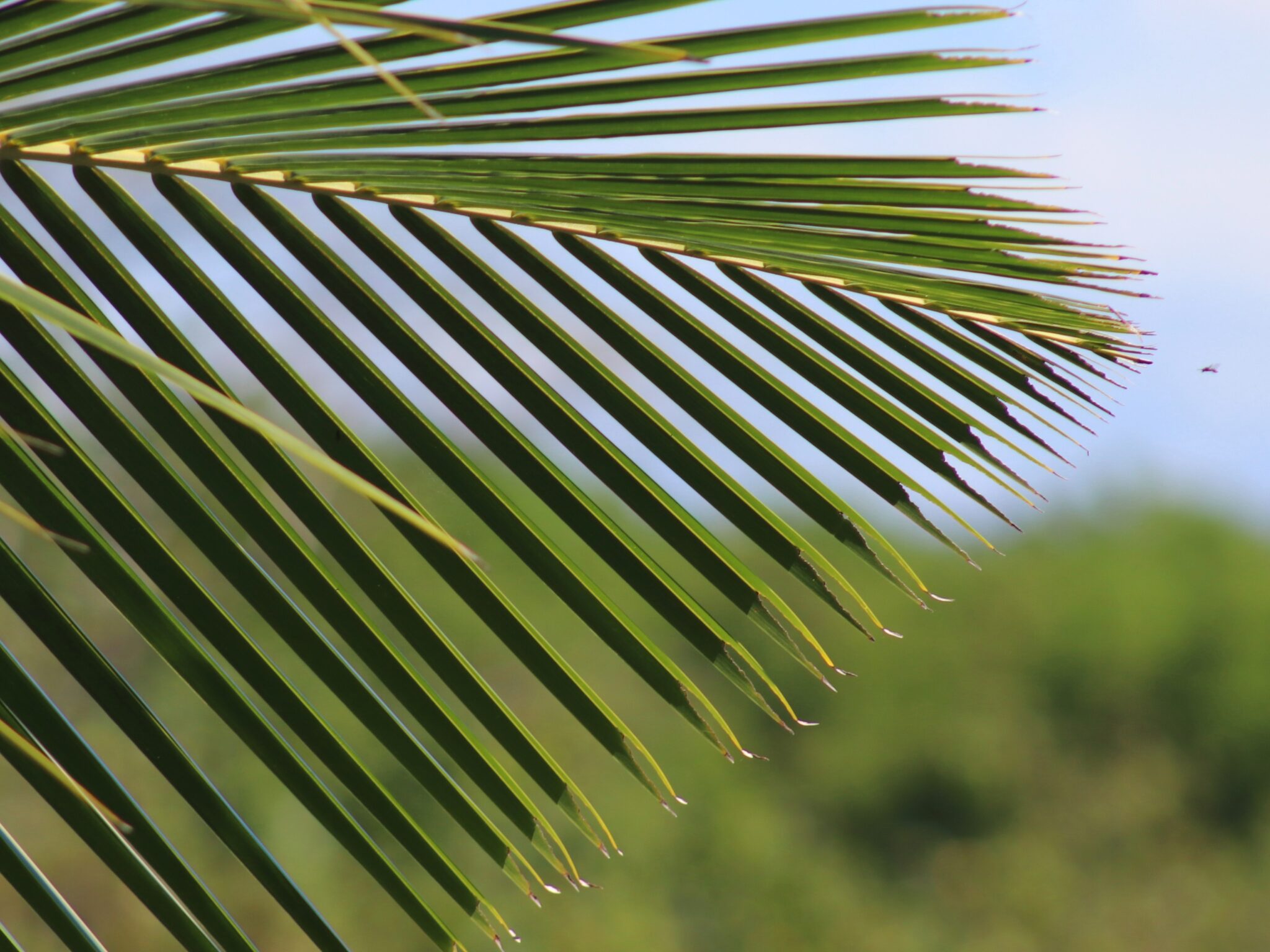 The Kava Culture Of Samoa - Kava Blog | Ohana Kava Bar
