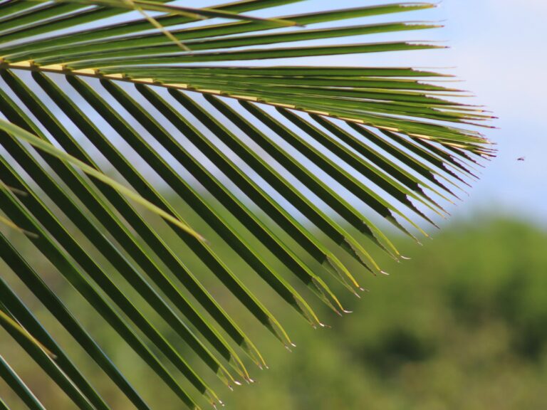The Kava Culture Of Samoa - Kava Blog | Ohana Kava Bar